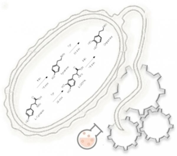 Enzymatic Reactions | Biocatalysis | Bioreactions | Vapourtec
