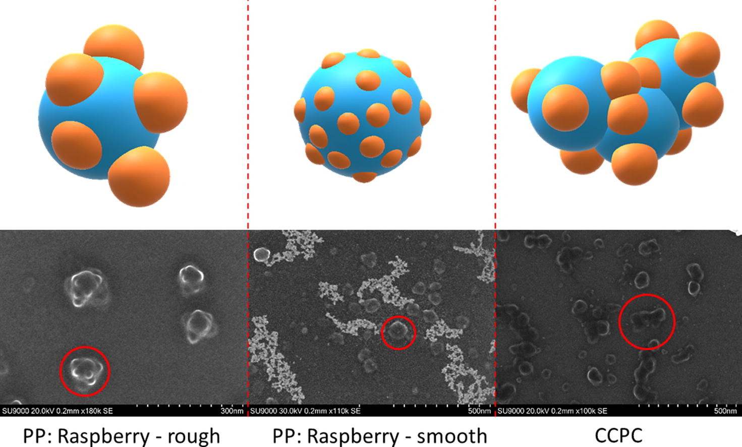 Multicompartment polymeric colloids from functional precursor Microgel ...